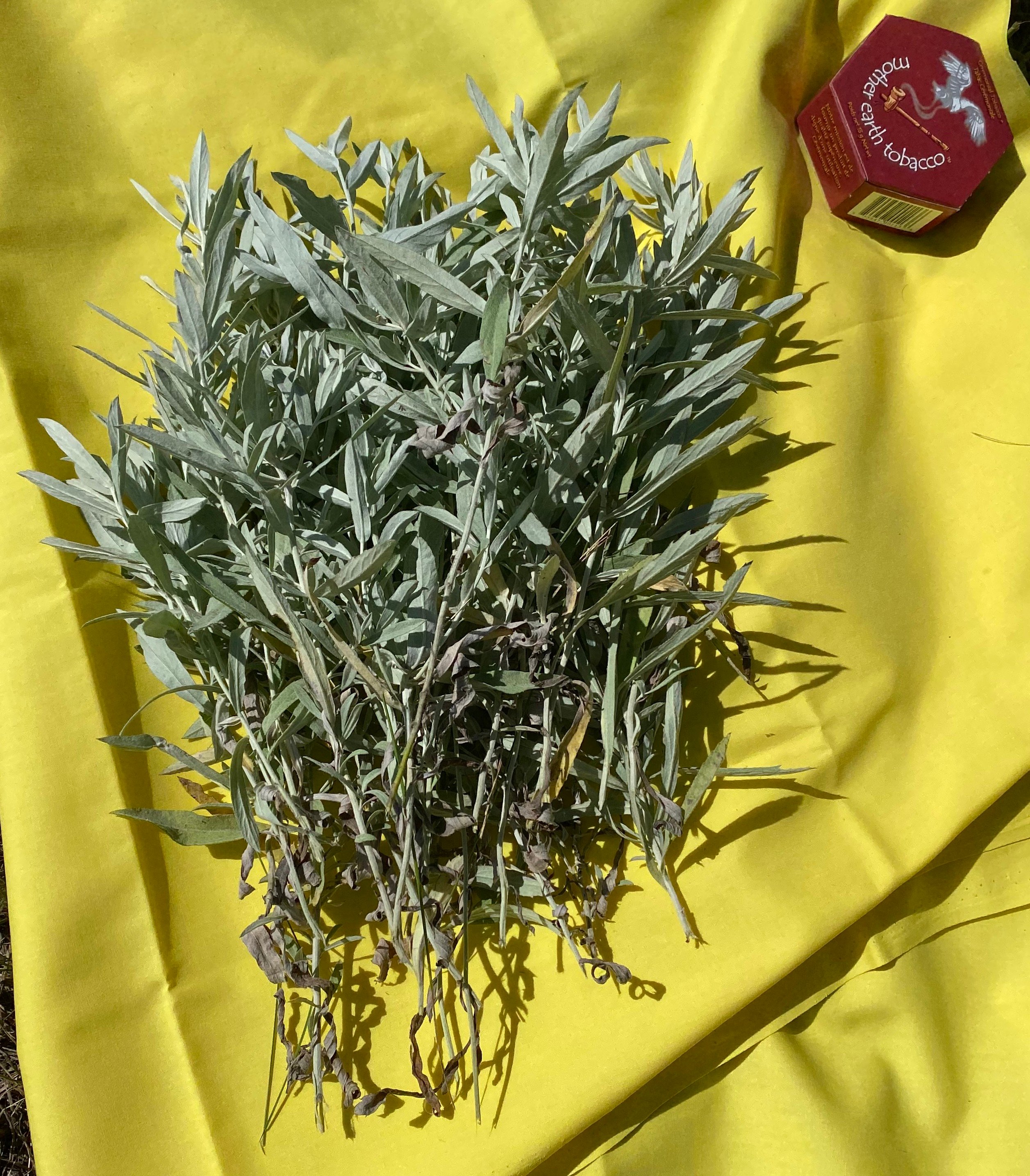 Stewarding the Land Back: Sage Harvesting