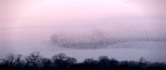WEBINAR | Why Starlings Would be the Leaders of Collective Impact