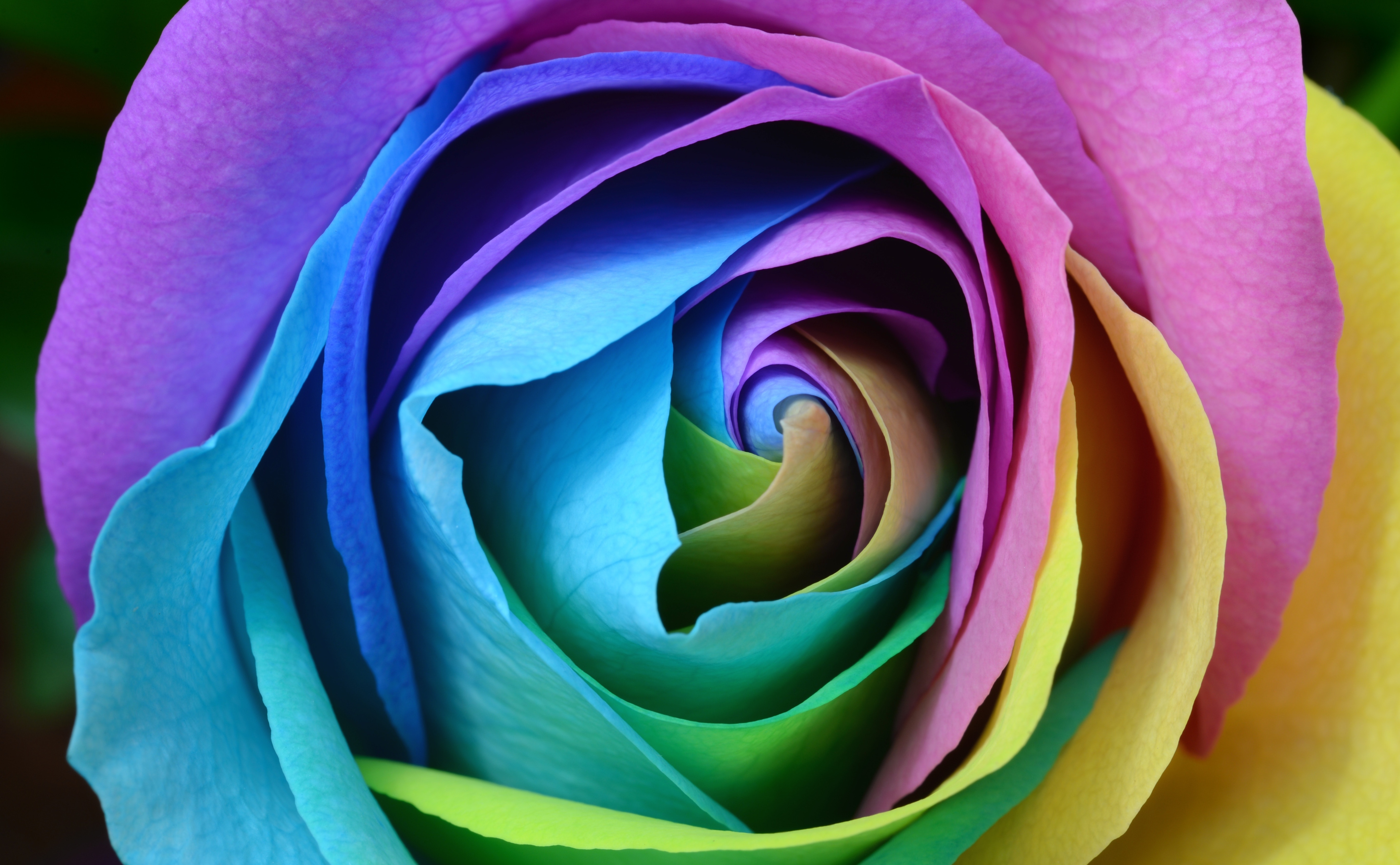 TOOL | Rose, Bud, Thorn